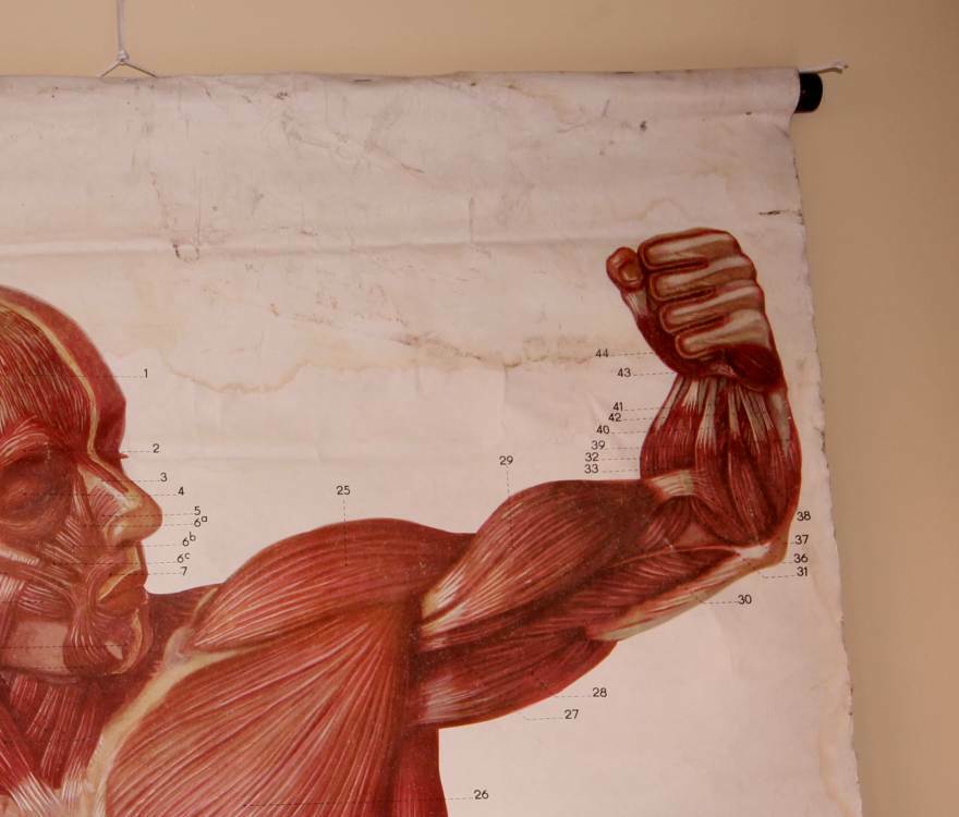 Vintage Anatomical Human Muscle Body Wall Chart. Male Anatomy Poster ...