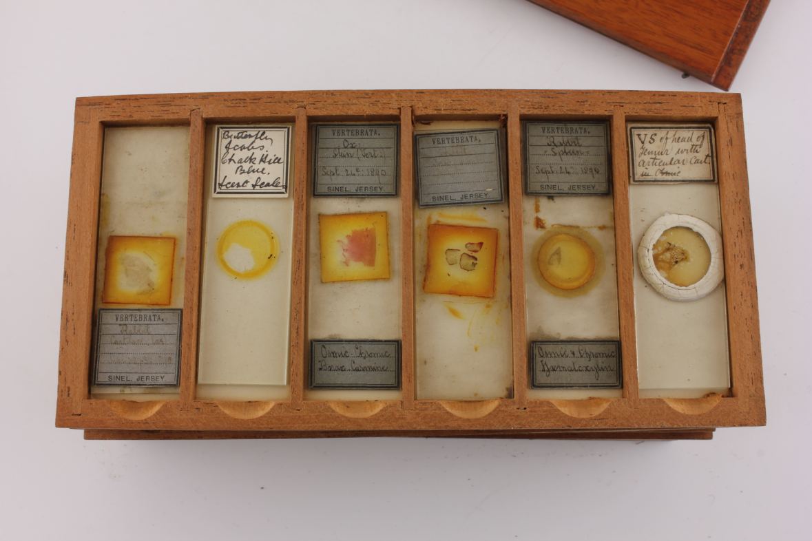Antique Microscope Slides In Wooden Cabinet. Boxed Set. C1890.