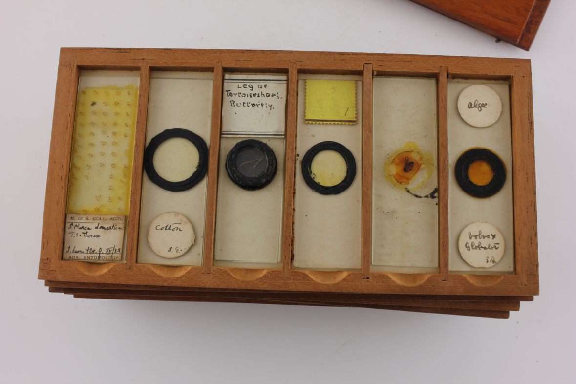 Antique Microscope Slides In Wooden Cabinet. Boxed Set. C1890.