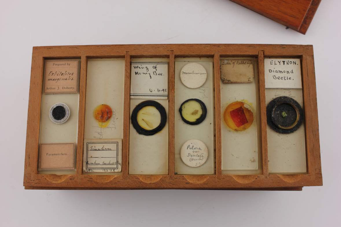 Antique Microscope Slides In Wooden Cabinet. Boxed Set. C1890.