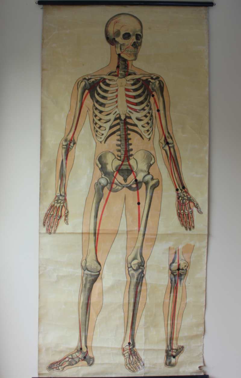 Anatomy Human Body Male Wall Chart. Anatomical Decorative Man Poster.