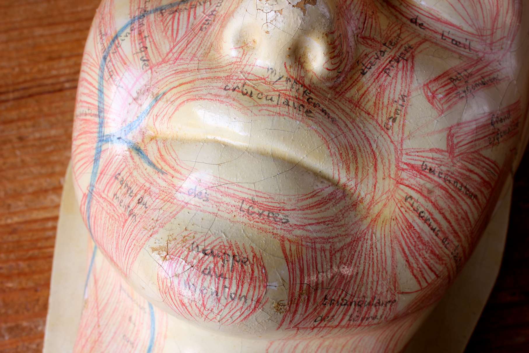 Art Deco French Anatomical Face Model. Study Mask. Muscles & Veins.