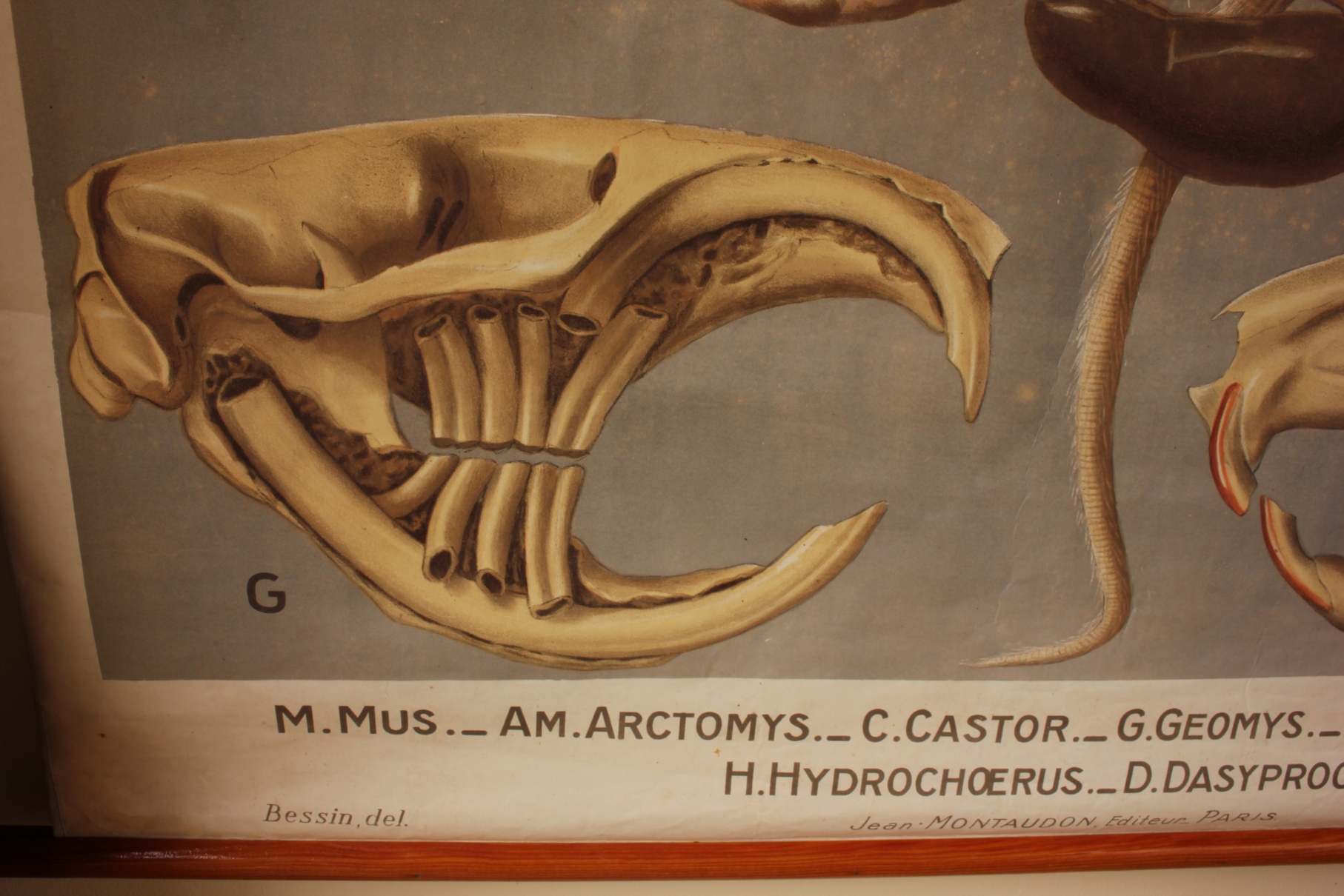 French Remy Perrier Cepede Paris Rat Anatomy Chart Rongeur Rodent.