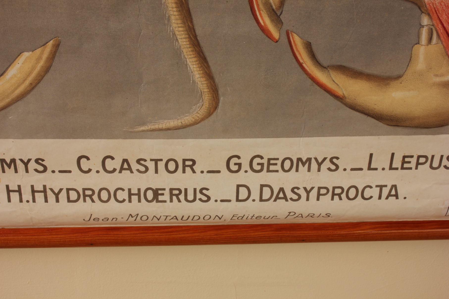 French Remy Perrier Cepede Paris Rat Anatomy Chart Rongeur Rodent.