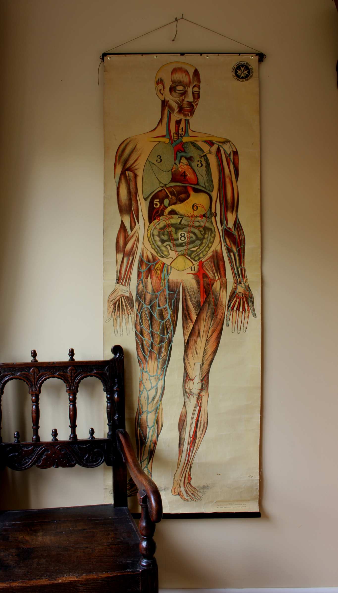 Anatomy Human Body Wall Chart. St John Ambulance Medical Anatomical Man.