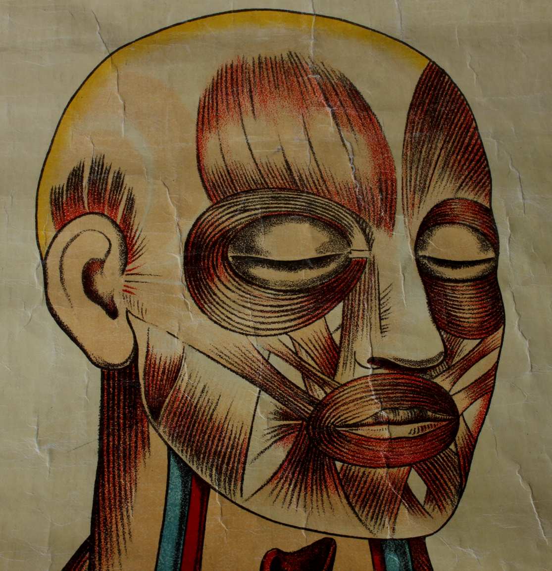 Anatomy Human Body Wall Chart. St John Ambulance Medical Anatomical Man.