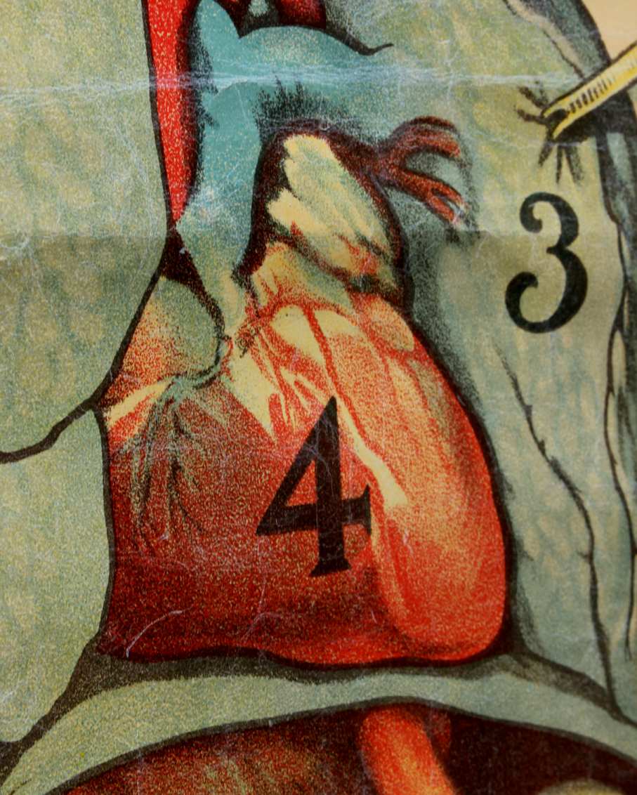 Anatomy Human Body Wall Chart. St John Ambulance Medical Anatomical Man.