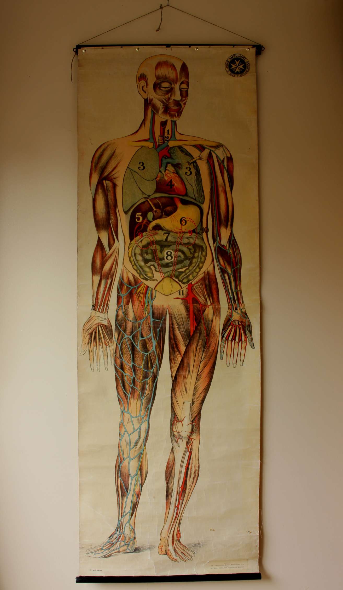 Anatomy Human Body Wall Chart. St John Ambulance Medical Anatomical Man.