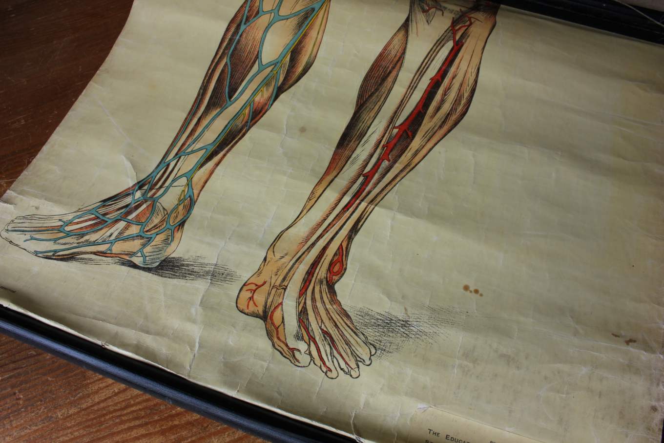 Anatomy Human Body Wall Chart. St John Ambulance Medical Anatomical Man.